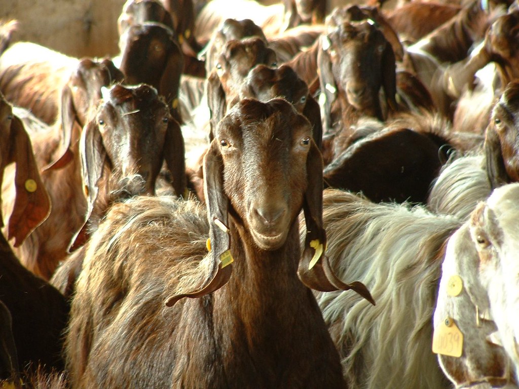 10 Best Goat Breeds: Ranked By Cheese Yield (/100kg of Milk)