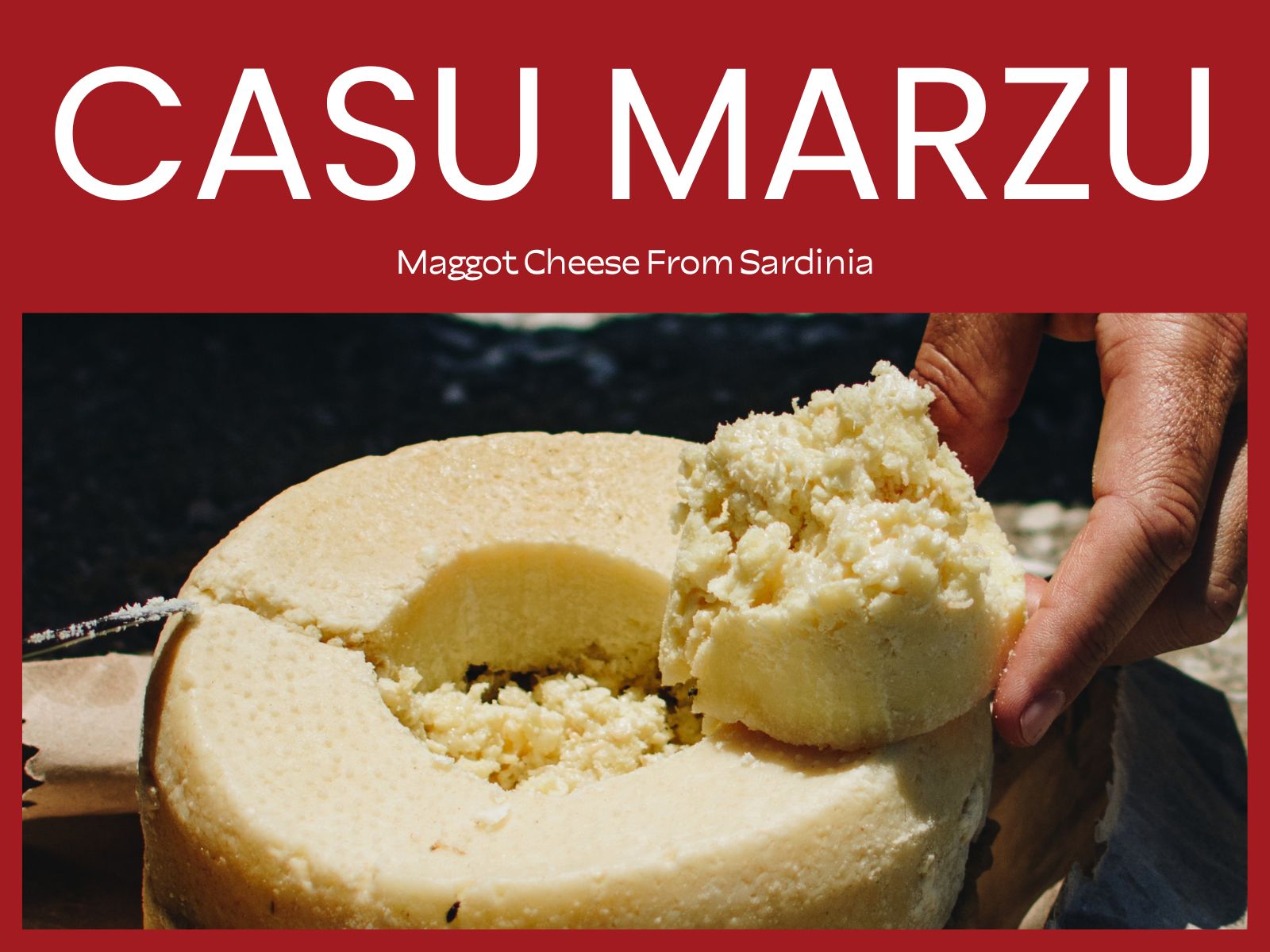 Casu Marzu: Maggot Cheese From Sardinia (Banned Worldwide)