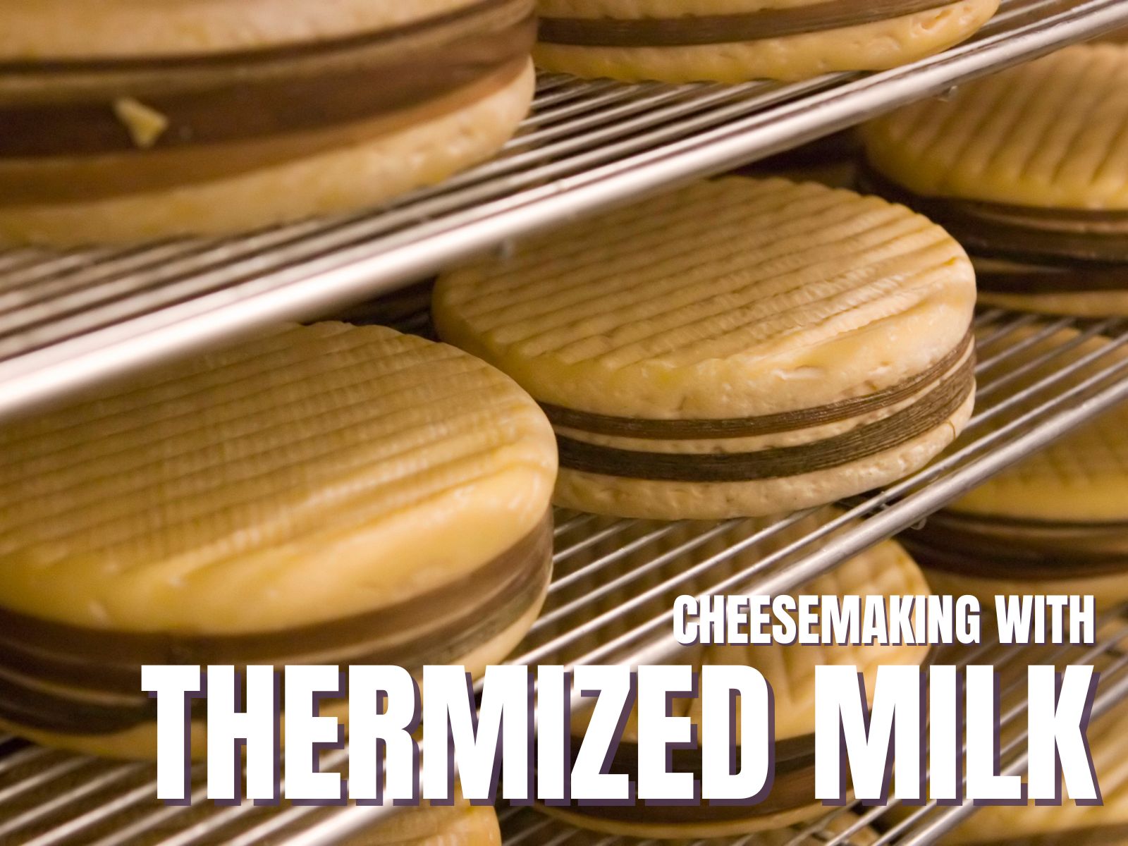 Role Of Thermized Milk In Cheesemaking (Versus Raw Milk)